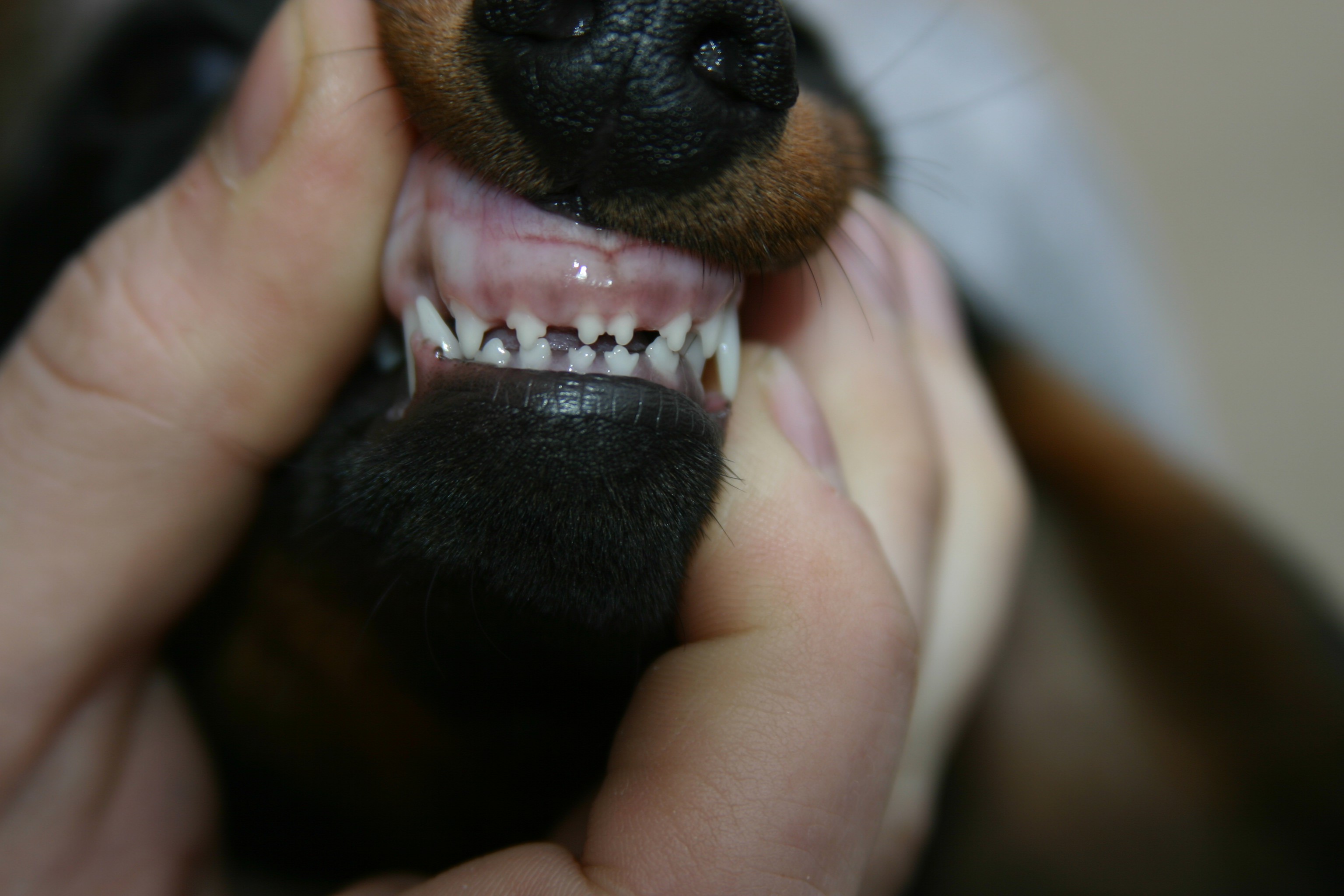 Tout savoir sur la dentition d’un teckel - Teckels Jacops