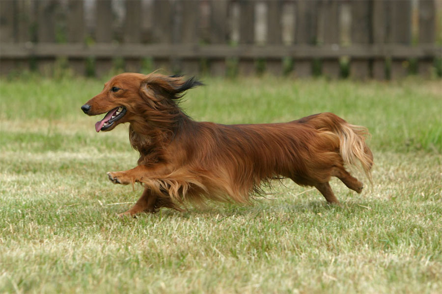 Teckel de chasse - Seine-Saint-Denis (93), Ile-de-France et région ...