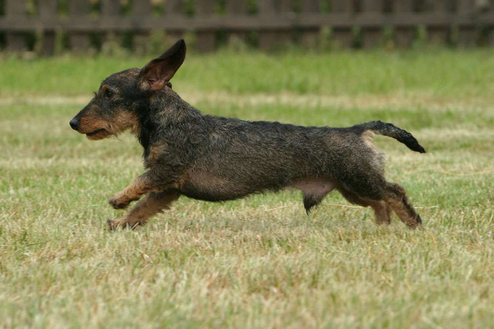 Teckel de chasse - Seine-Saint-Denis (93), Ile-de-France et région ...