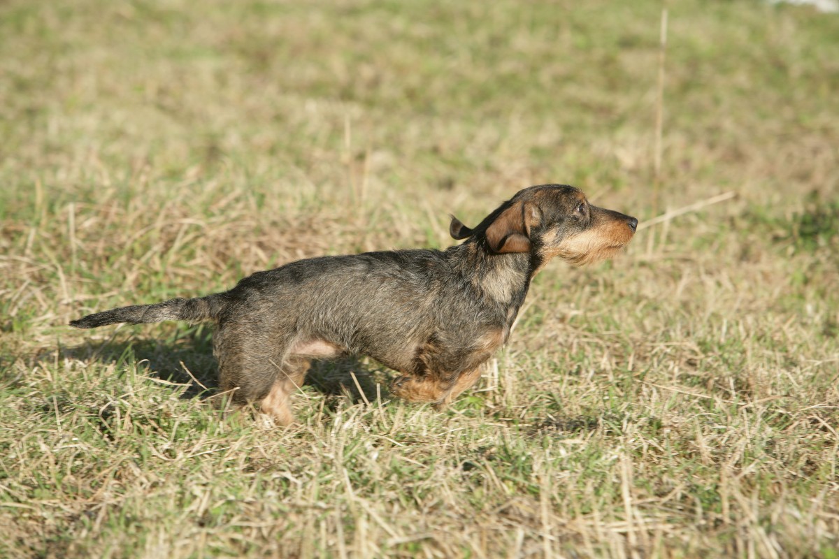 Teckel de chasse - Seine-Saint-Denis (93), Ile-de-France et région ...