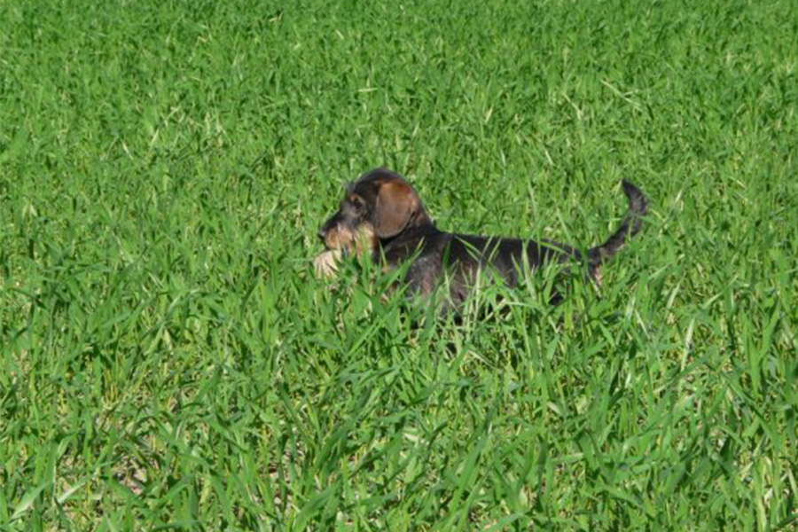 Teckel de chasse - Seine-Saint-Denis (93), Ile-de-France et région ...