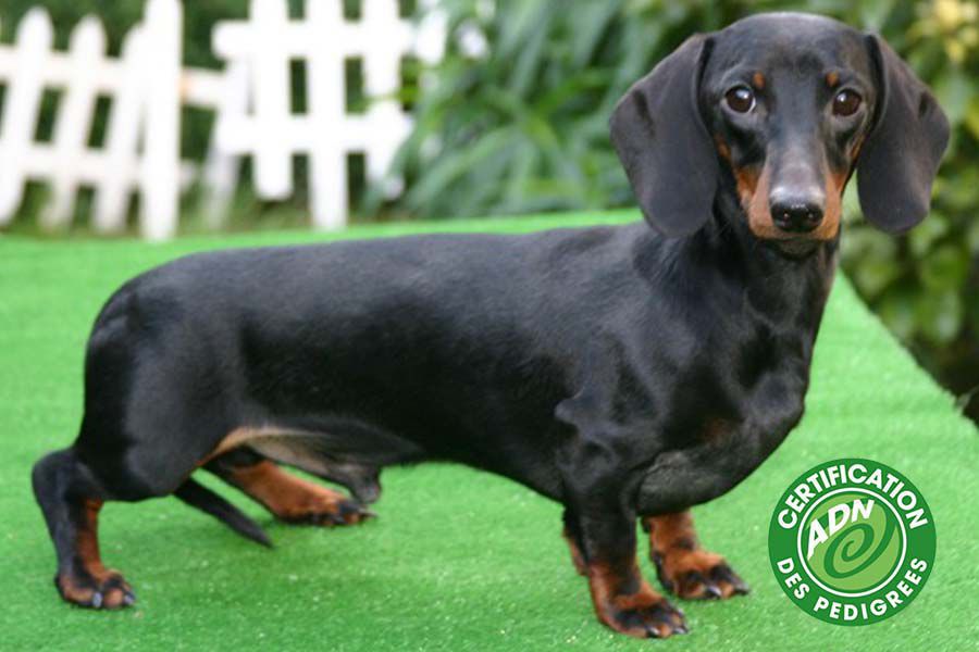 Eleveur confirmé de teckels à Romainville - Teckels Jacops